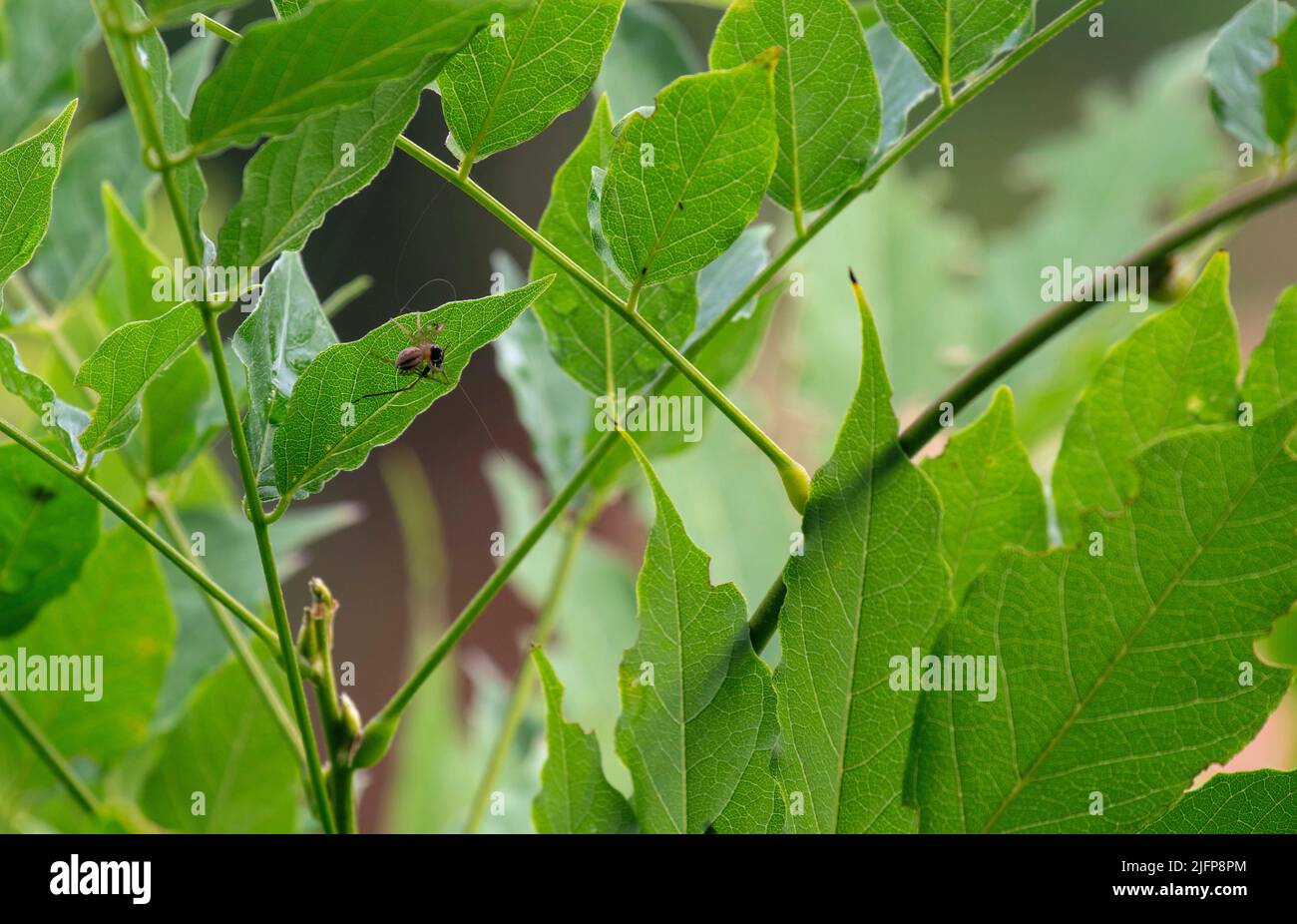 A spider on a plant at a garden in Sydney, NSW, Australia (Photo by ...