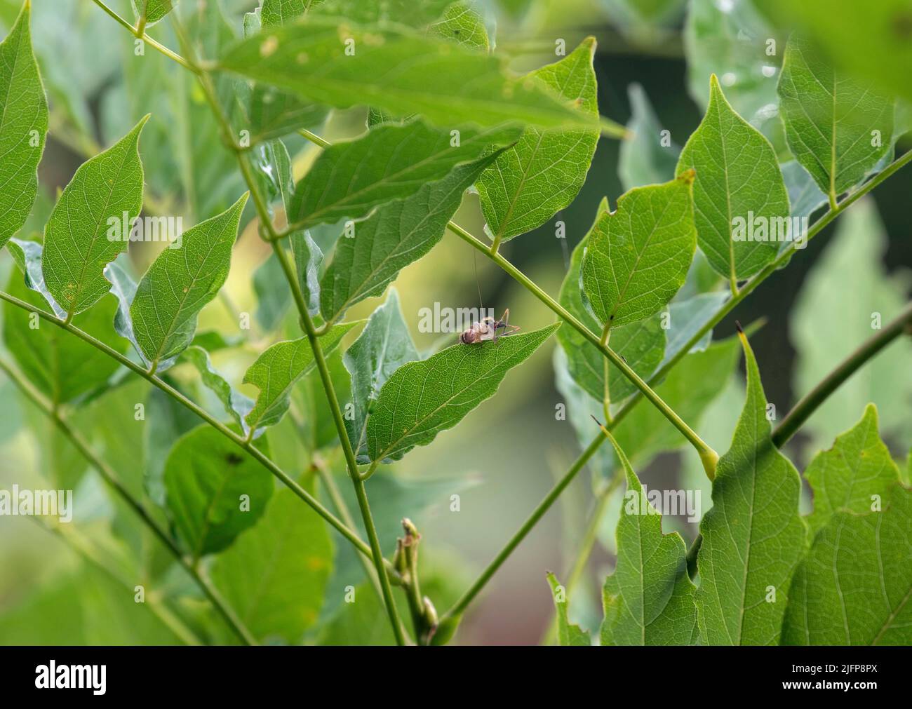 A spider on a plant at a garden in Sydney, NSW, Australia (Photo by ...