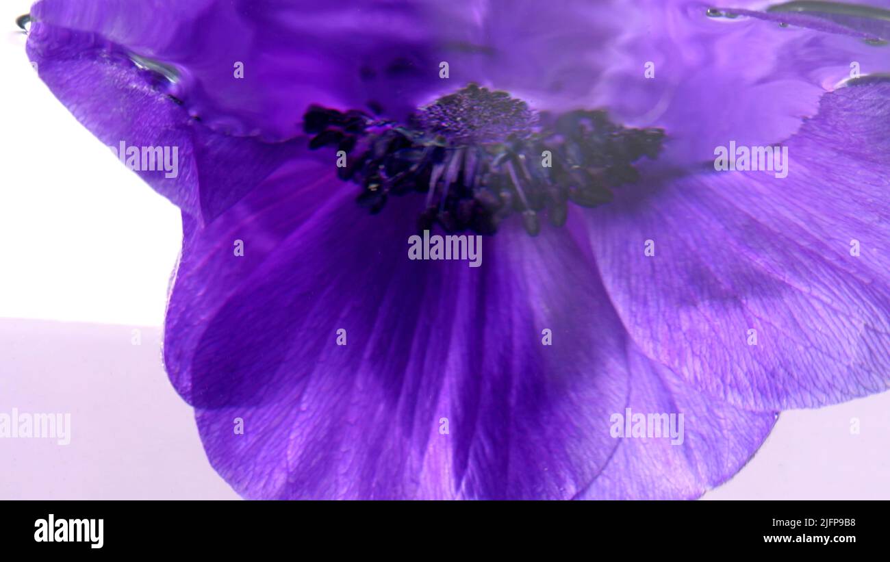 Bright flowers that are dipped into clear water.Stock footage.Flowers ...