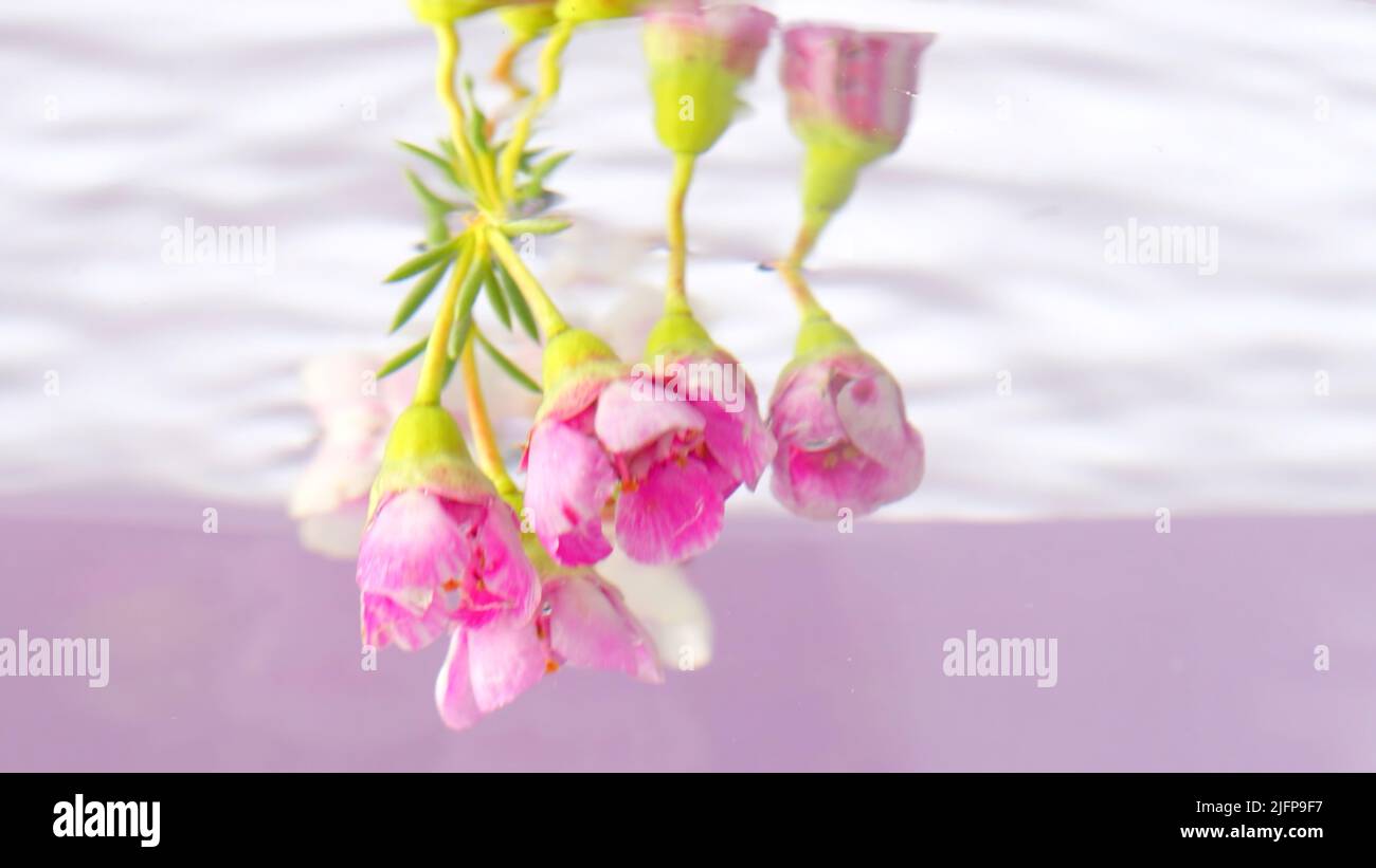 Bright flowers that are dipped into clear water.Stock footage.Flowers ...