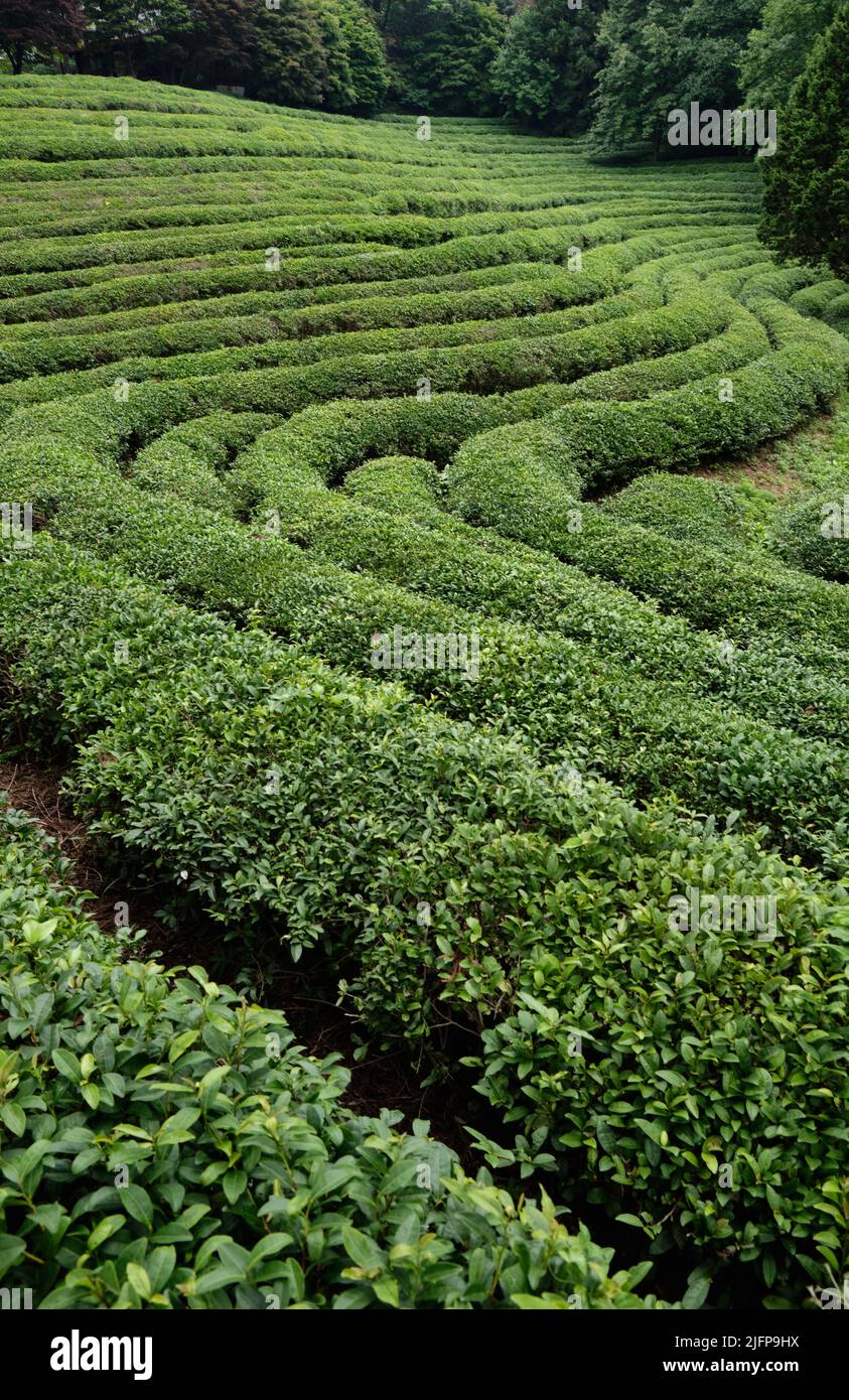 Tea Fields of Green Tea plantation in Boseong town in Jeollanamdo ...