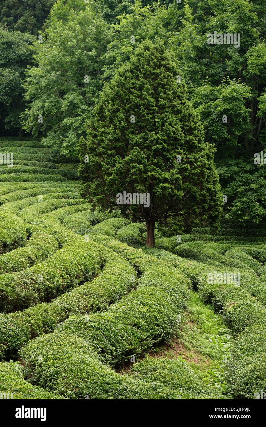 Tea Fields of Green Tea plantation in Boseong town in Jeollanamdo ...