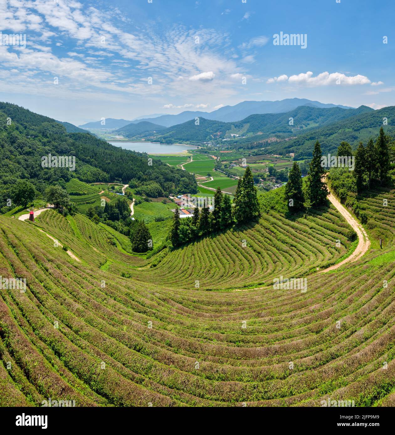 Korean tea fields hi-res stock photography and images - Alamy