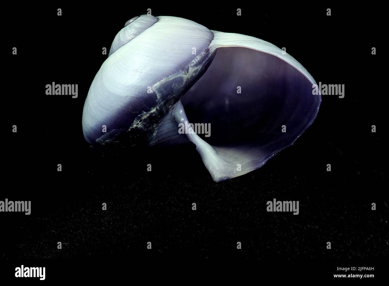 Pelagic violet snail (Janthina janthina Stock Photo - Alamy