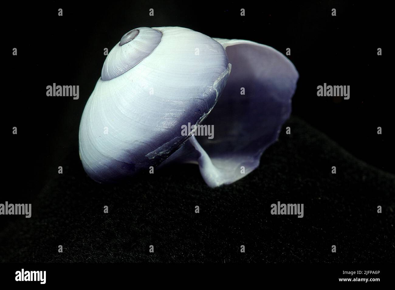 Pelagic snail hi-res stock photography and images - Alamy