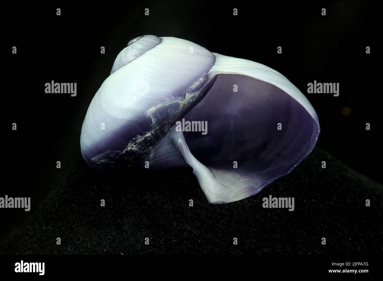 Pelagic violet snail (Janthina janthina Stock Photo - Alamy