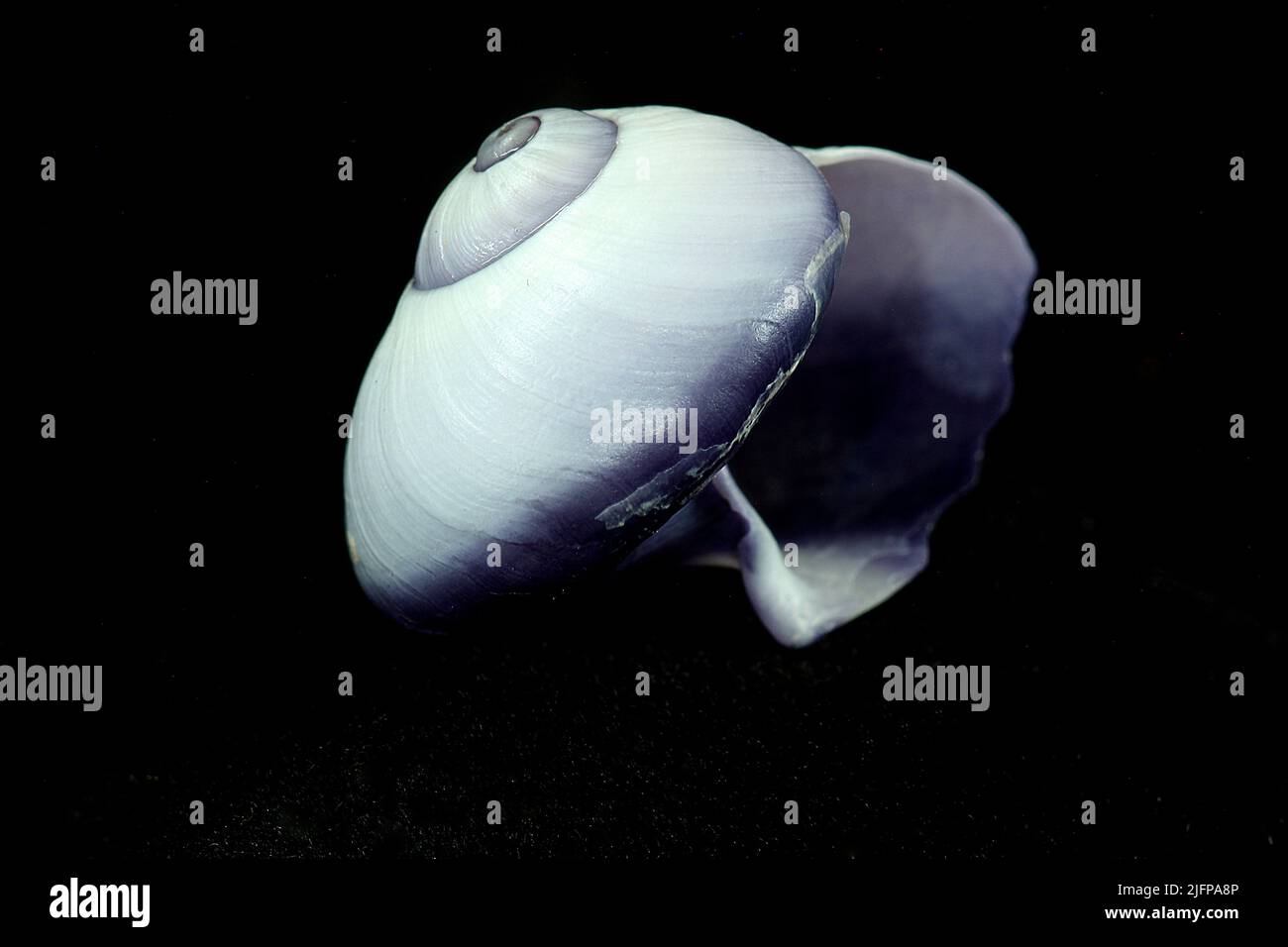 Pelagic snail hi-res stock photography and images - Alamy