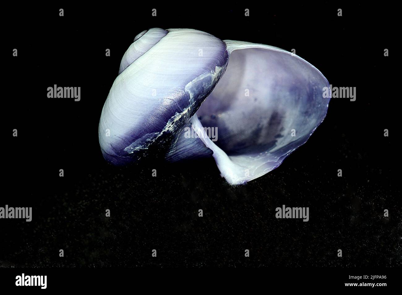 Pelagic snail hi-res stock photography and images - Alamy