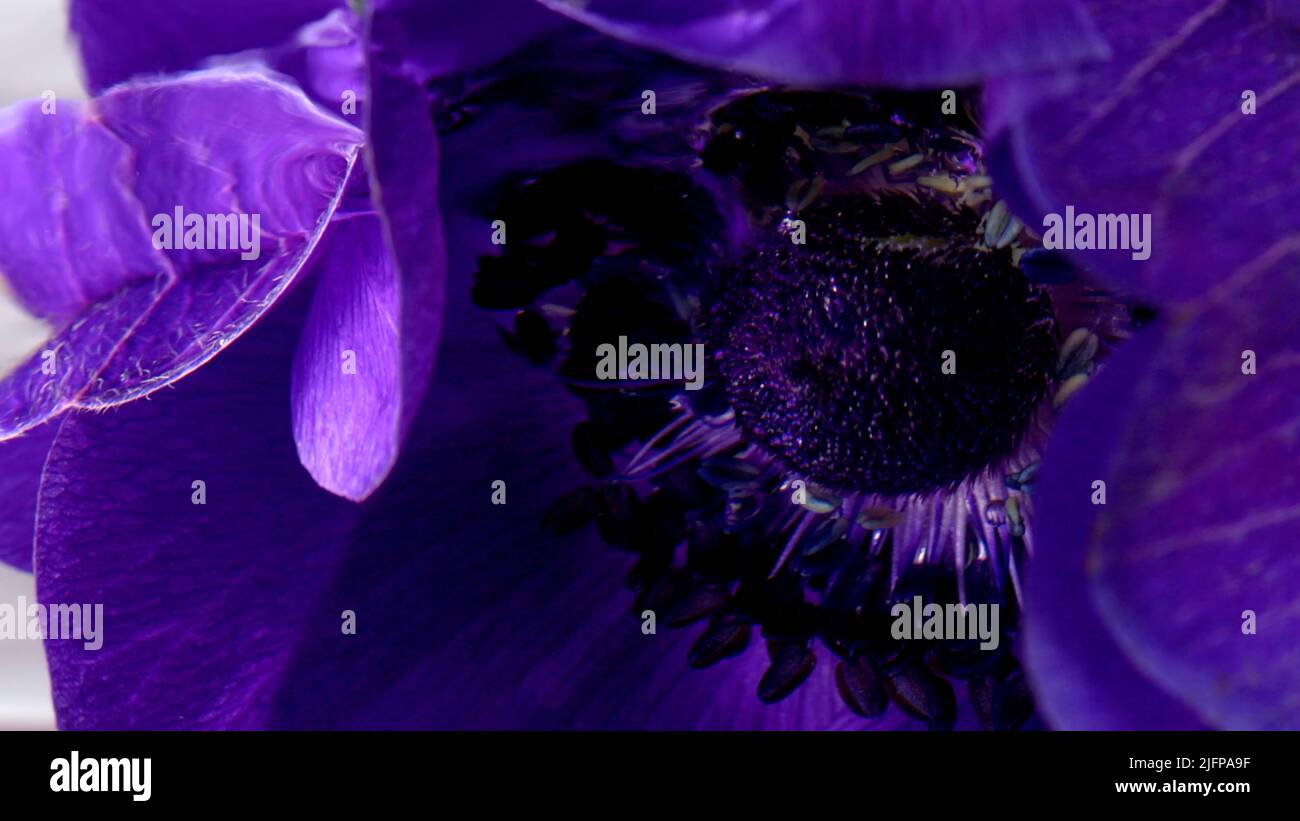 Timelapse floral art hi-res stock photography and images - Alamy