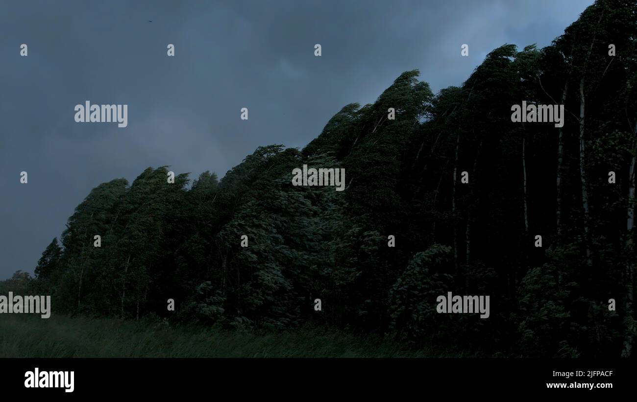 Trees that are swayed by the wind. Creative. A landscape in which a ...