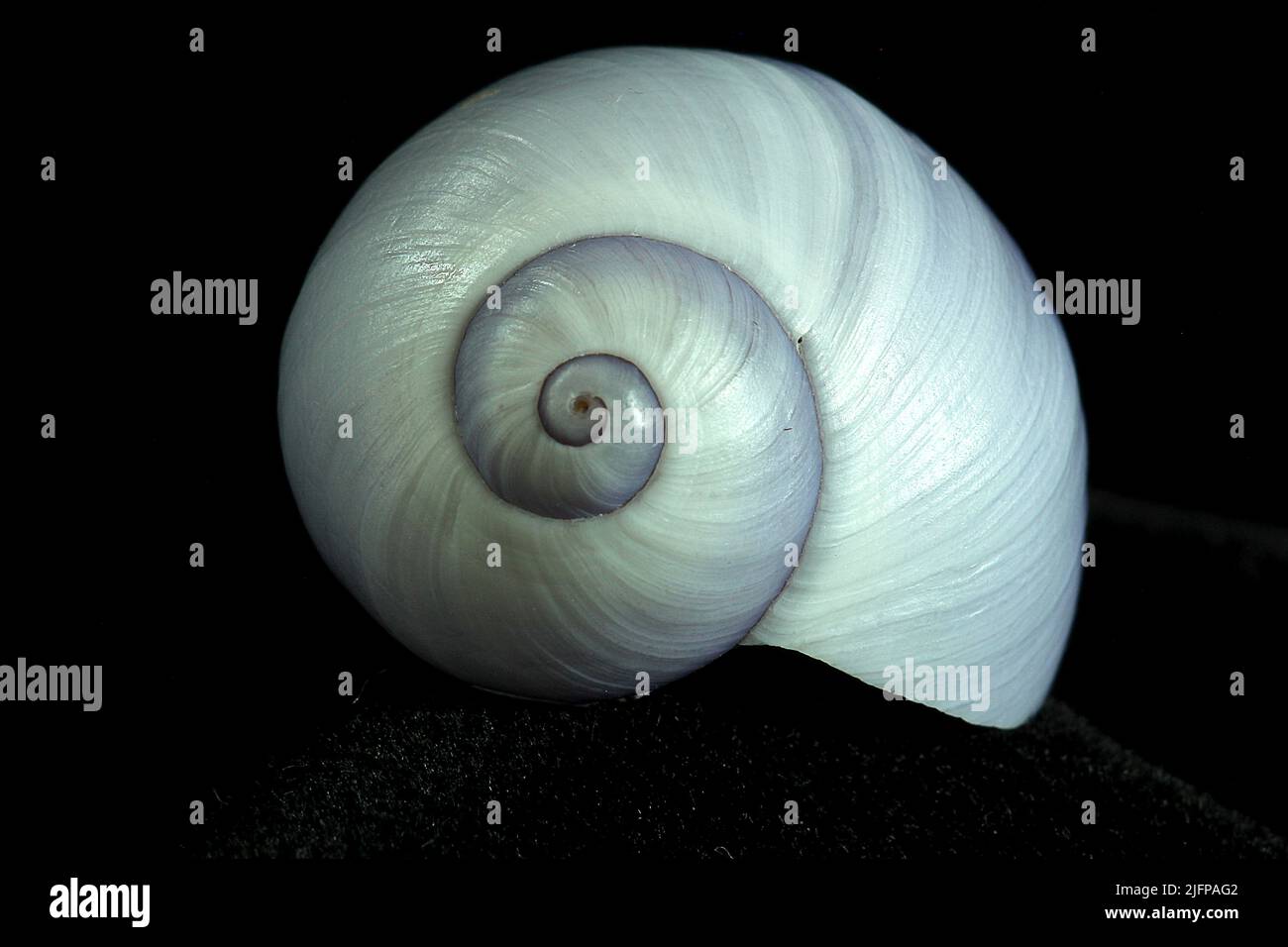 Pelagic snail hi-res stock photography and images - Alamy