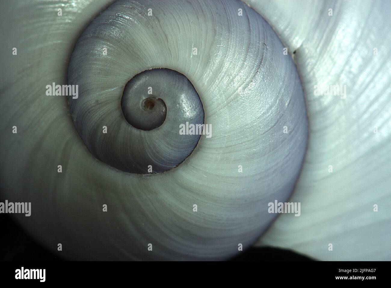 Pelagic snail hi-res stock photography and images - Alamy