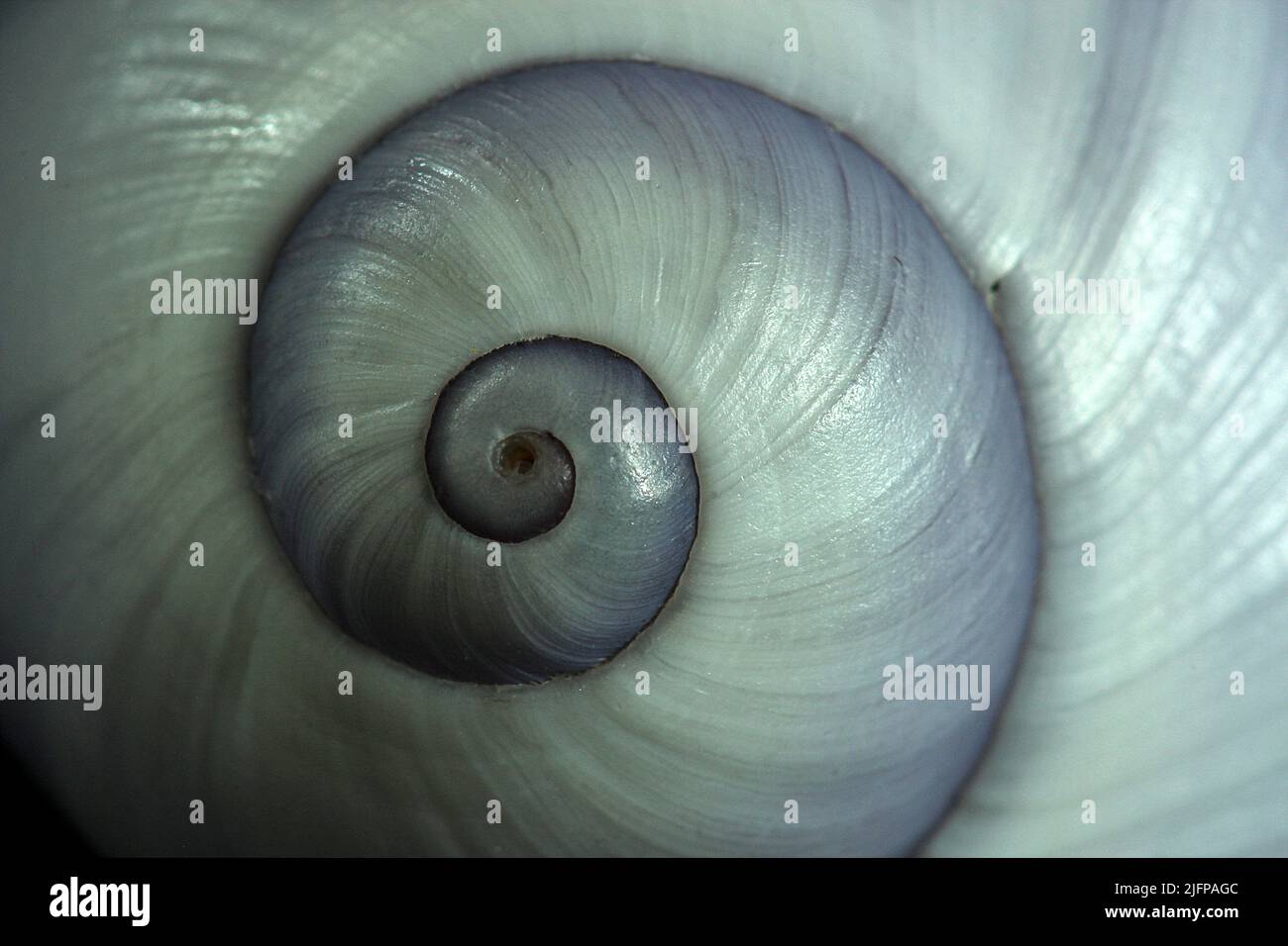Pelagic violet snail (Janthina janthina Stock Photo - Alamy