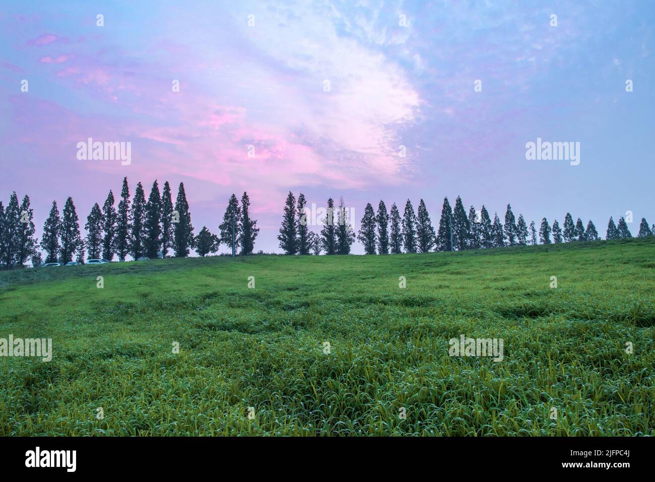 The Metasequoi tree row on the green field background blue sky and ...