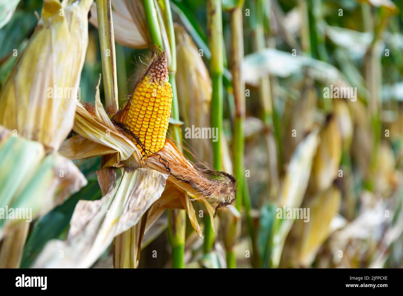 Ear of ripe corn growing on stalk Stock Photo - Alamy