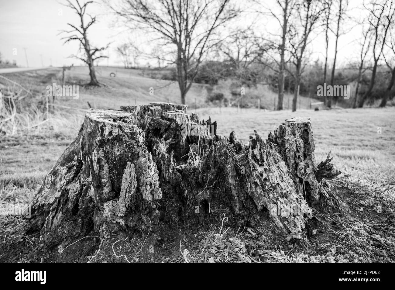Old rotting tree stump showing age and decay from many years Stock ...