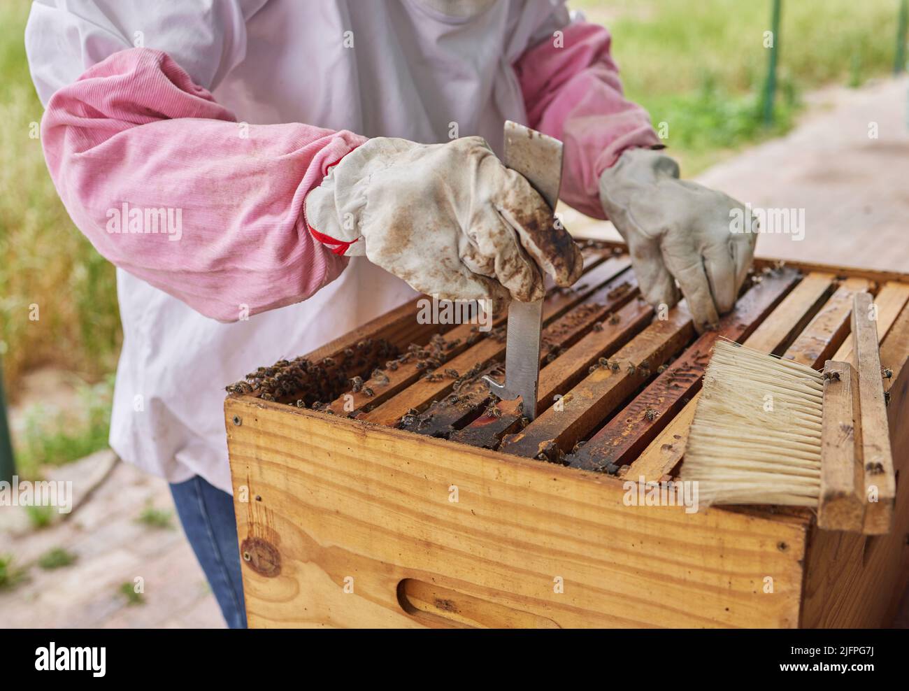 Bees use these frames to build brood nests and store honey. Shot of a ...