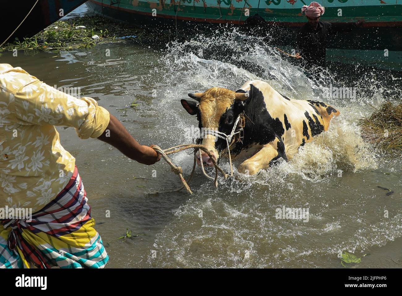 Dhaka, Bangladesh. 04th July, 2022. A trader leads a sacrificial animal ...