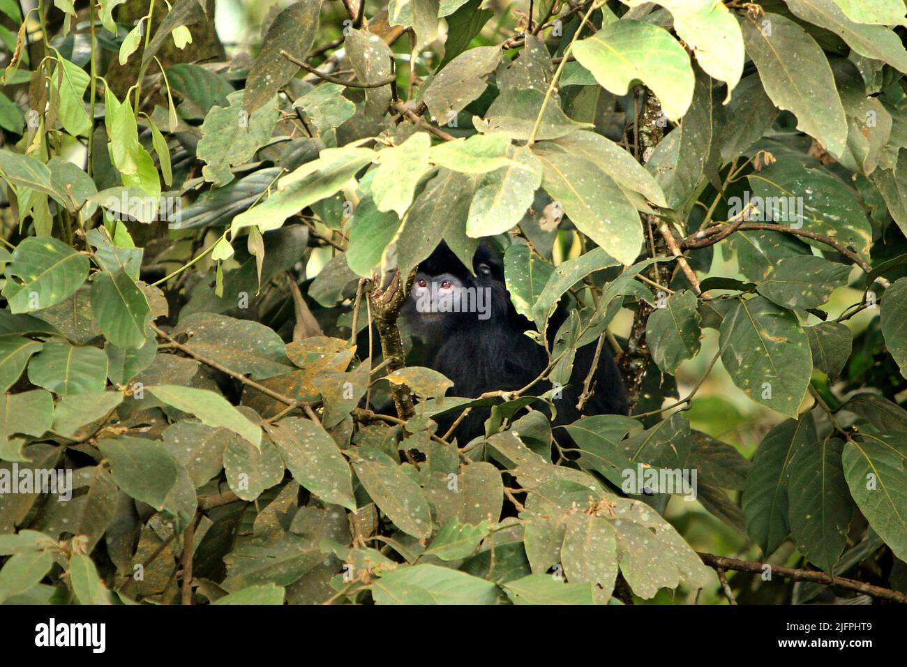 Javan lutung (Trachypithecus auratus) is seen at Chevron geothermal ...