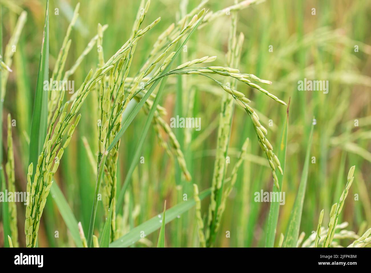 Close up spike in the rice field Stock Photo - Alamy