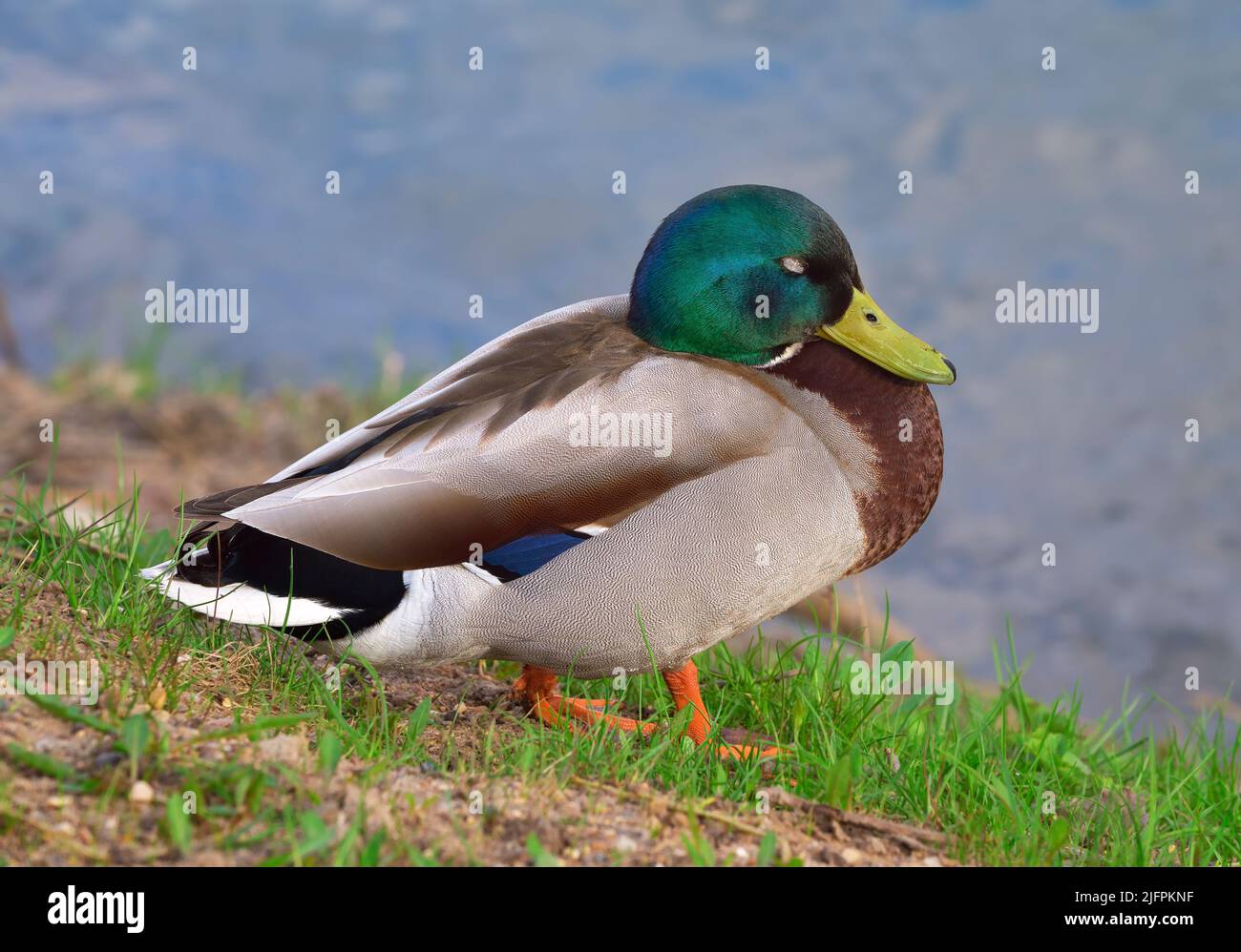A duck among the green grass. Wild waterfowl - drake fell asleep on the ...
