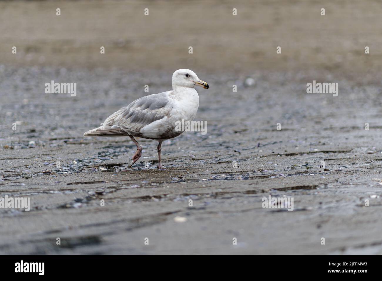 Seagull Roaming on Beach Sand Stock Photo - Alamy