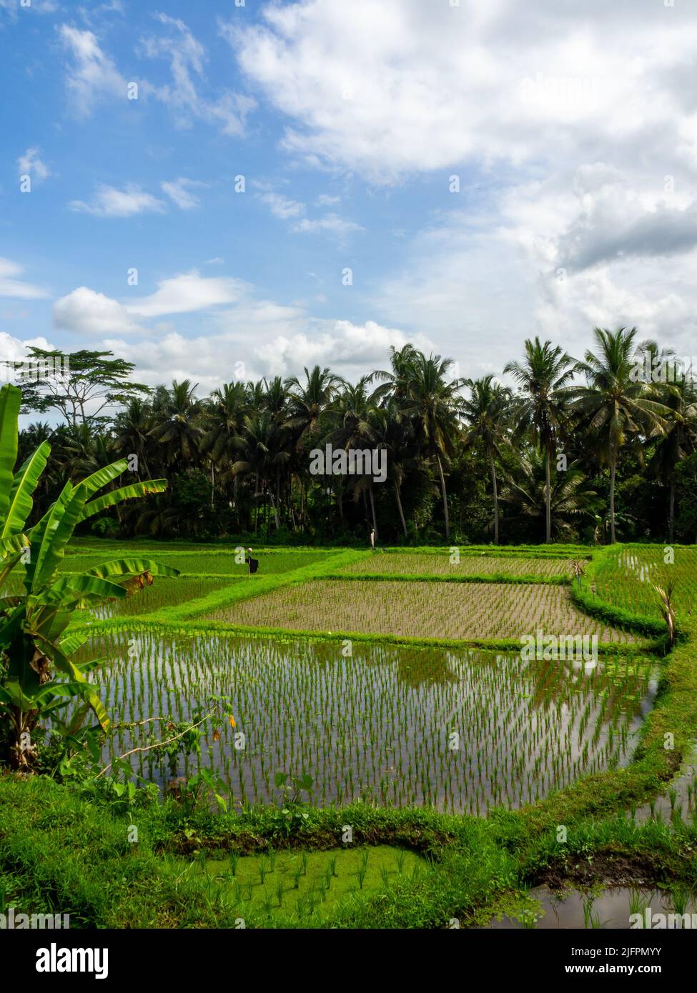 Kajeng Rice Fields (walk), Ubud, Bali Indonesia Stock Photo - Alamy