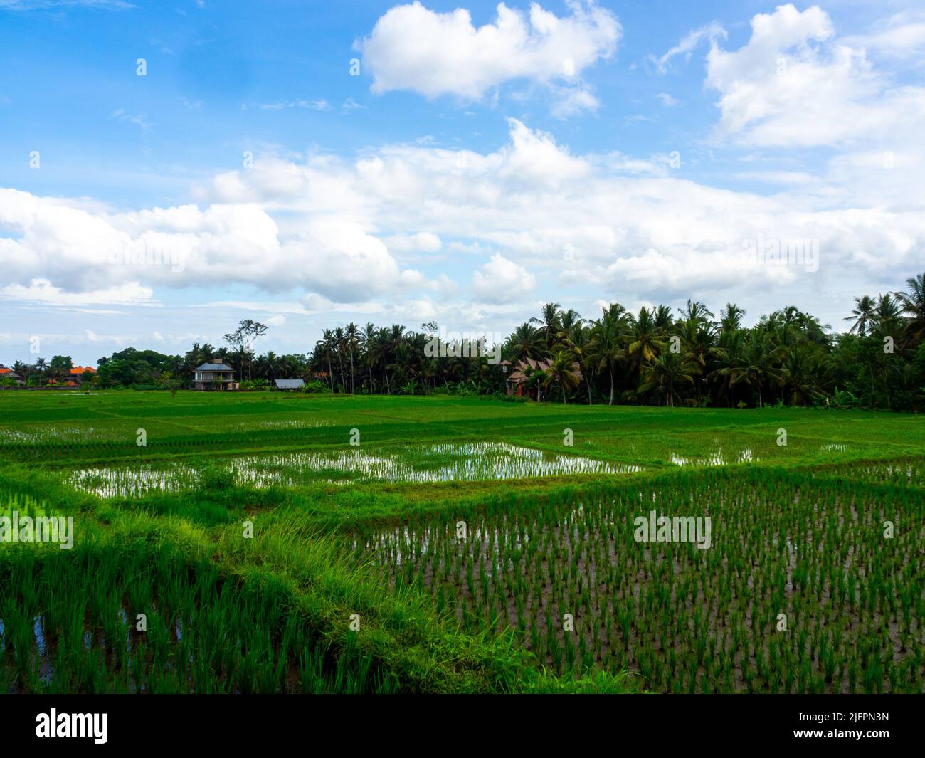 Kajeng Rice Fields (walk), Ubud, Bali Indonesia Stock Photo - Alamy