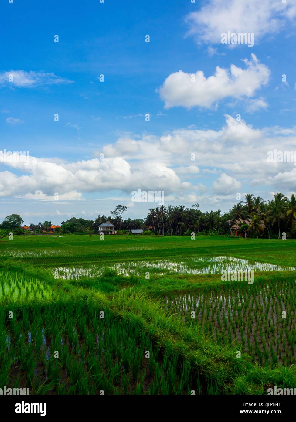 Kajeng Rice Fields (walk), Ubud, Bali Indonesia Stock Photo - Alamy