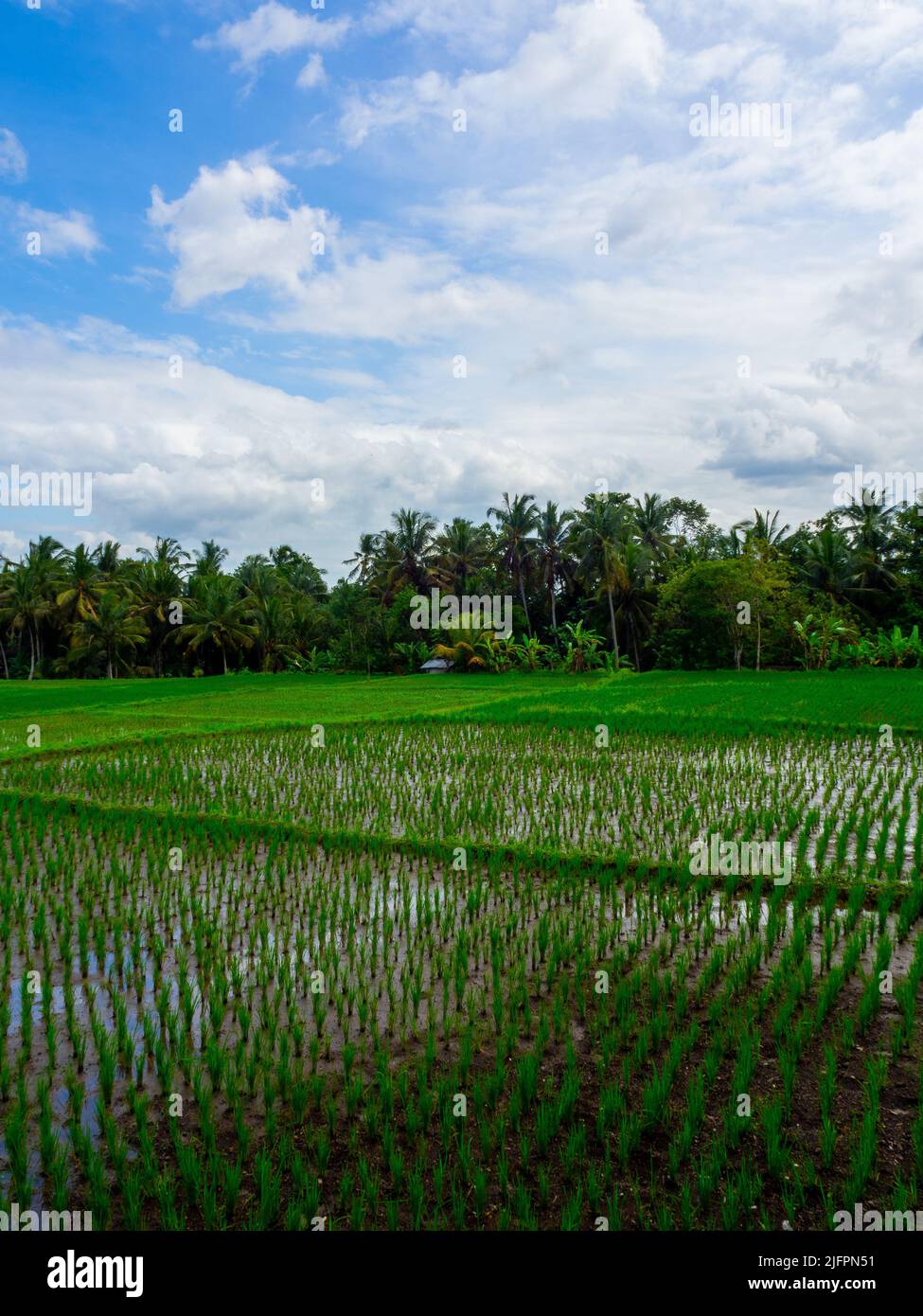 Kajeng Rice Fields (walk), Ubud, Bali Indonesia Stock Photo - Alamy