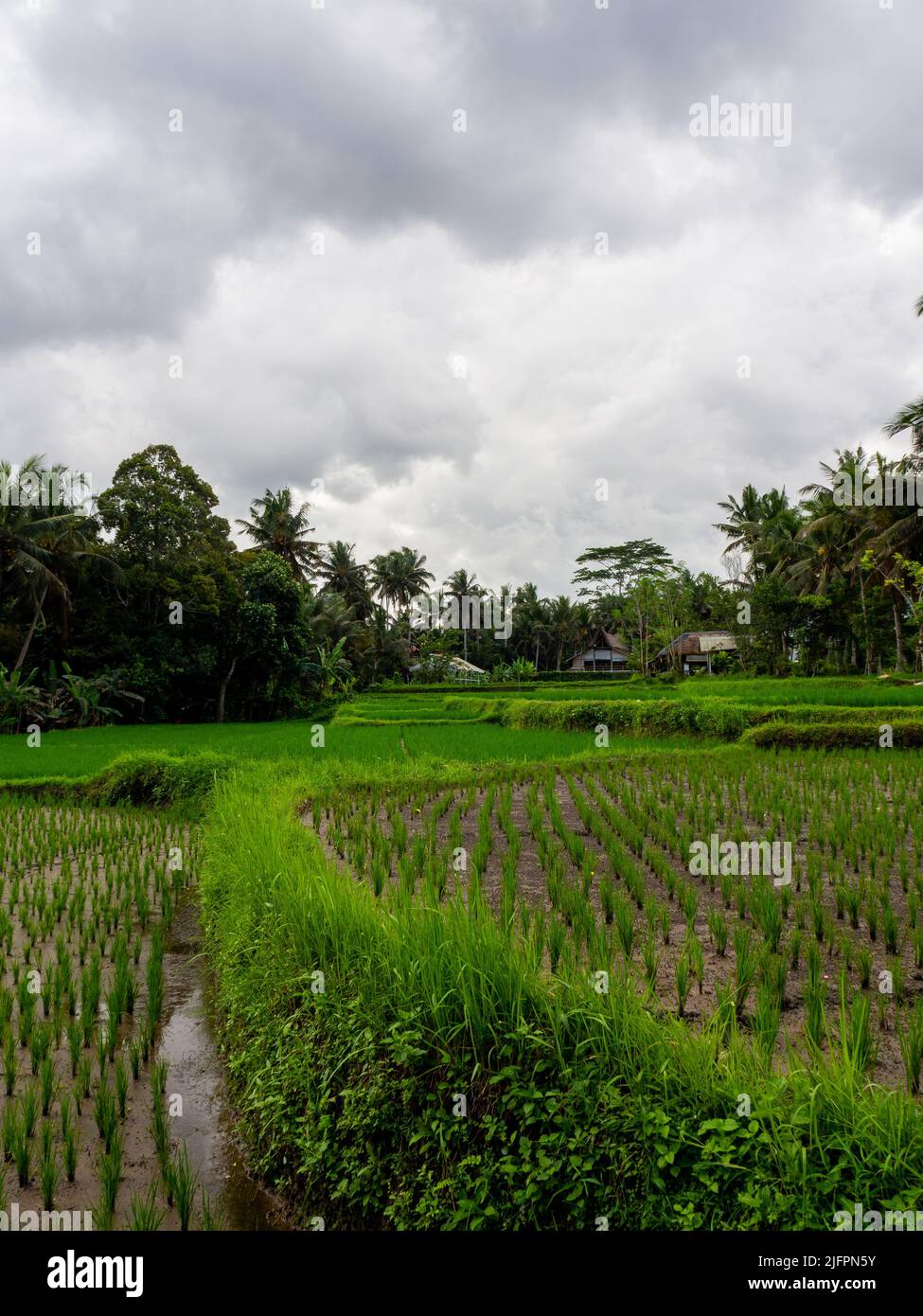 Kajeng Rice Fields (walk), Ubud, Bali Indonesia Stock Photo - Alamy