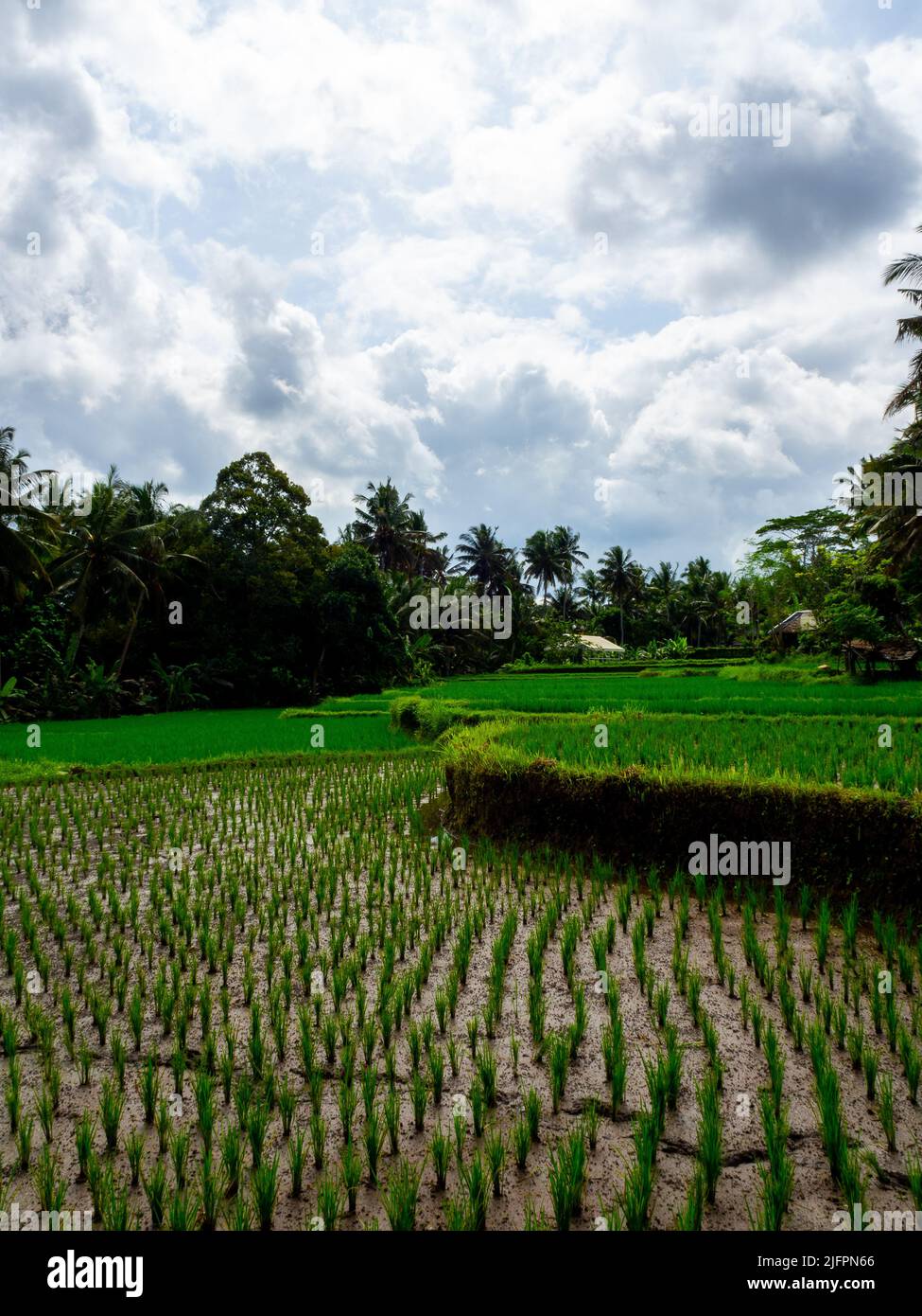 Kajeng Rice Fields (walk), Ubud, Bali Indonesia Stock Photo - Alamy