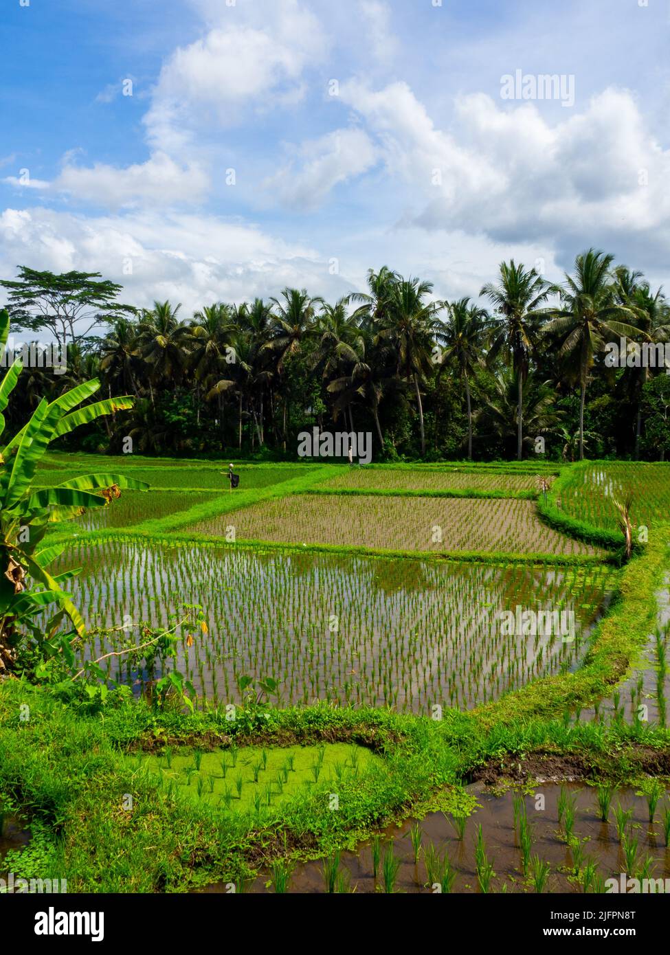 Kajeng Rice Fields (walk), Ubud, Bali Indonesia Stock Photo - Alamy