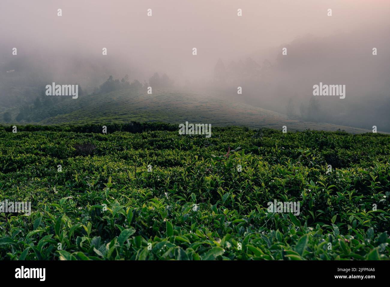Foggy tea hi-res stock photography and images - Alamy