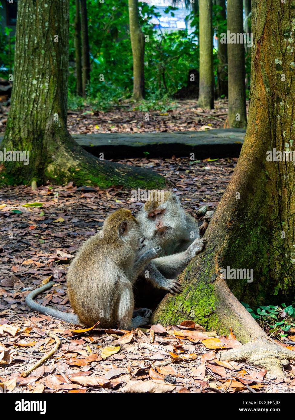 Sacred Monkey Forest, Ubud, Bali, Indonesia, Asia Stock Photo - Alamy