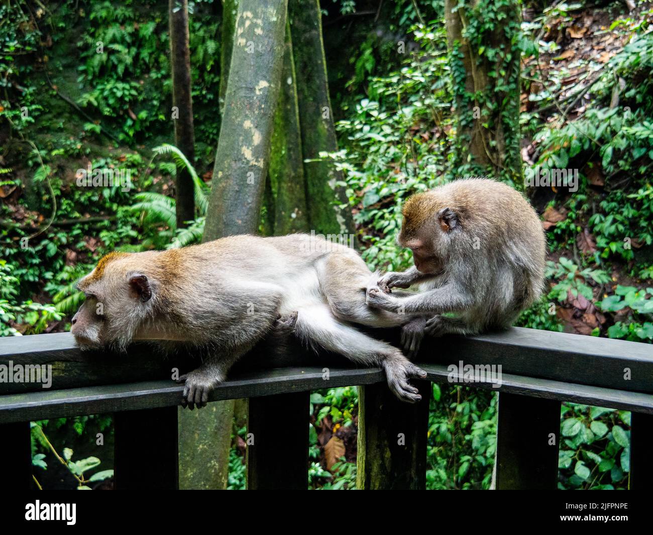Sacred Monkey Forest, Ubud, Bali, Indonesia, Asia Stock Photo - Alamy