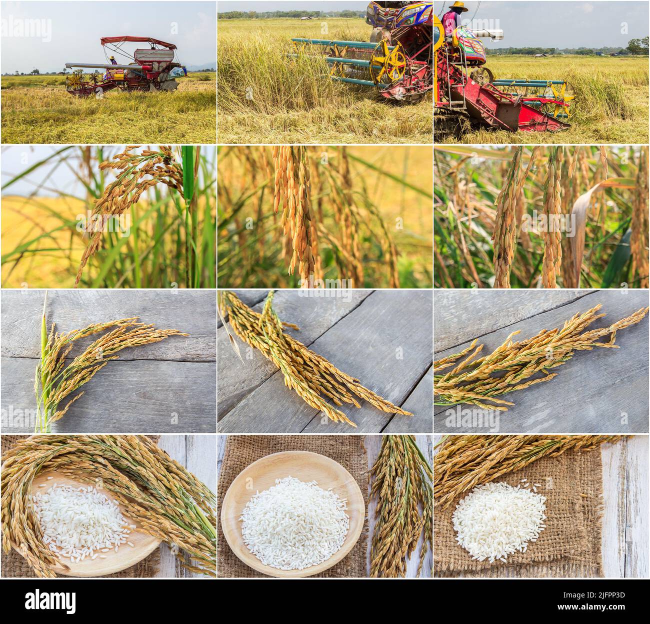 The rice harvest festival hi-res stock photography and images - Alamy