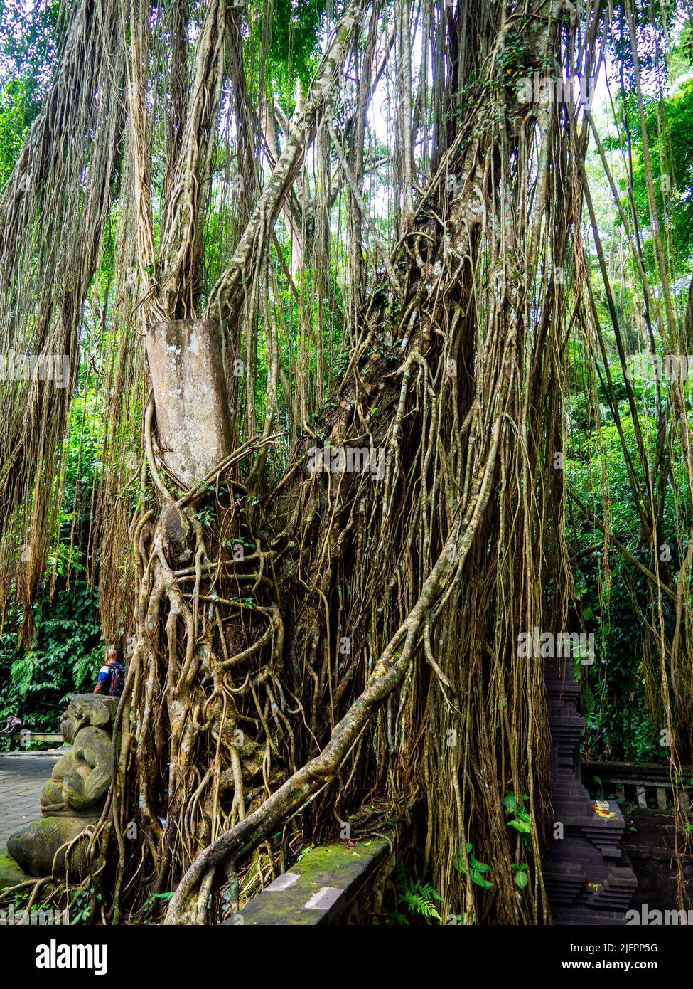 Sacred Monkey Forest, Ubud, Bali, Indonesia, Asia Stock Photo - Alamy