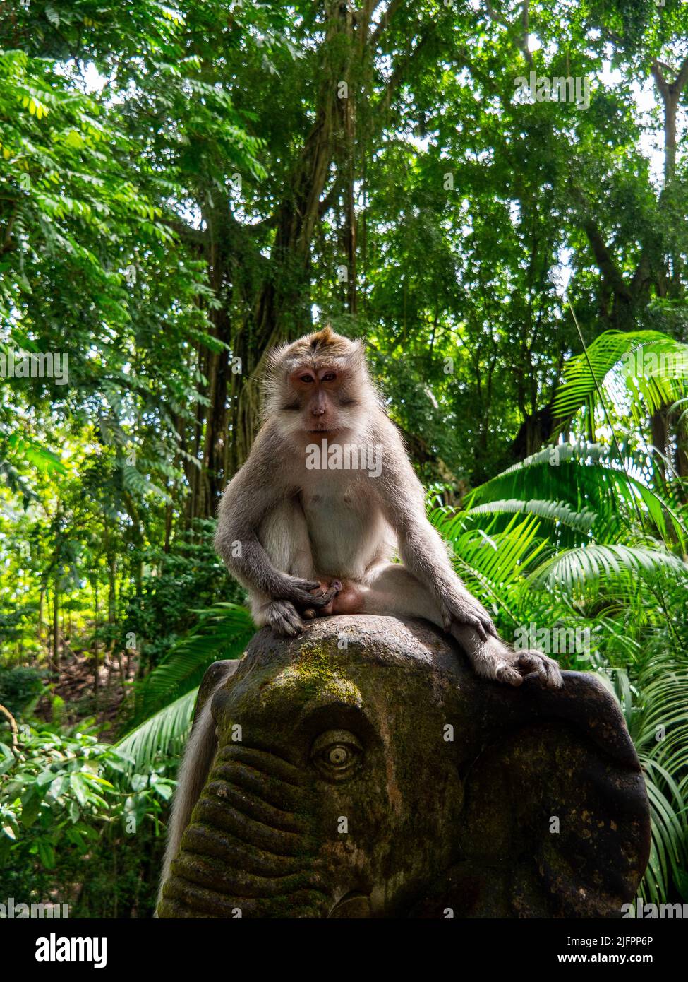 Sacred Monkey Forest, Ubud, Bali, Indonesia, Asia Stock Photo - Alamy