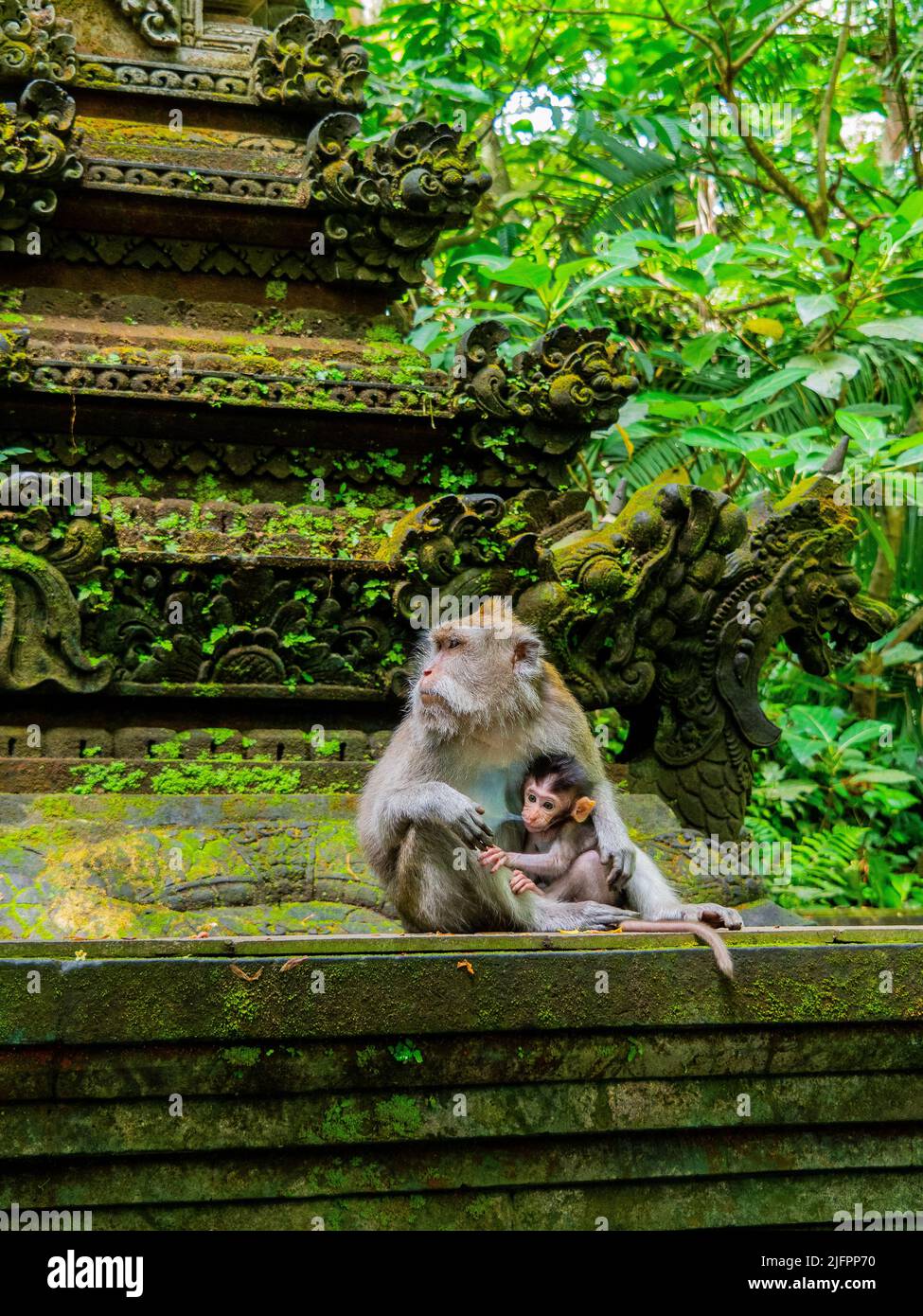 Sacred Monkey Forest, Ubud, Bali, Indonesia, Asia Stock Photo - Alamy