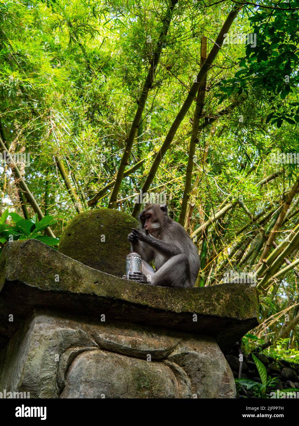 Sacred Monkey Forest, Ubud, Bali, Indonesia, Asia Stock Photo - Alamy