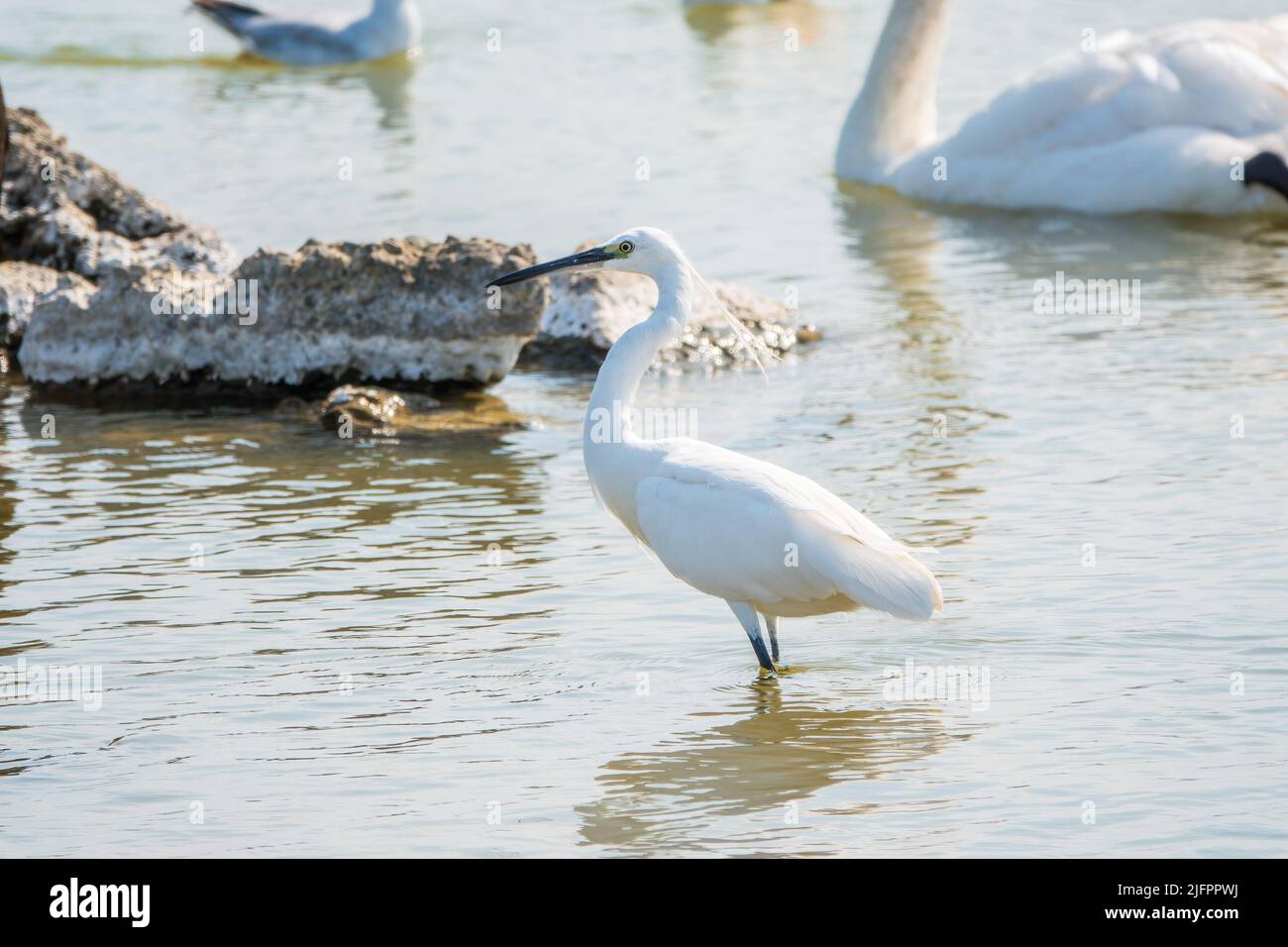 The small white heron or Little egret stands in the lake. Small White ...