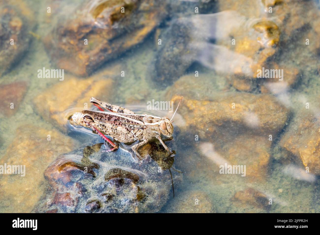 A large brown migratory locust, Locusta migratoria, fell into the water ...