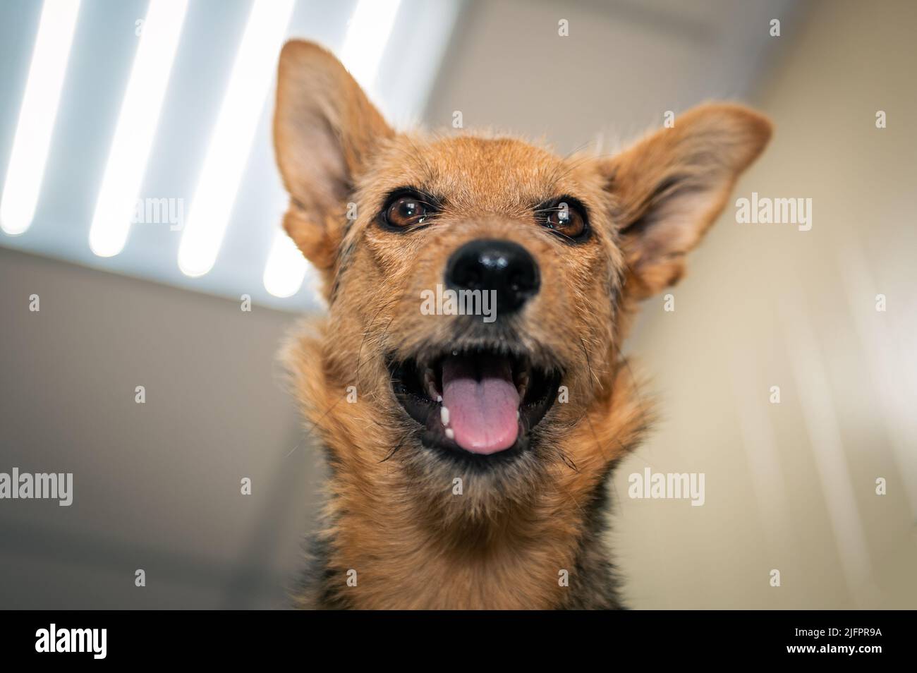 Red dog in a veterinary clinic. Cute puppy of a red dog on examination ...