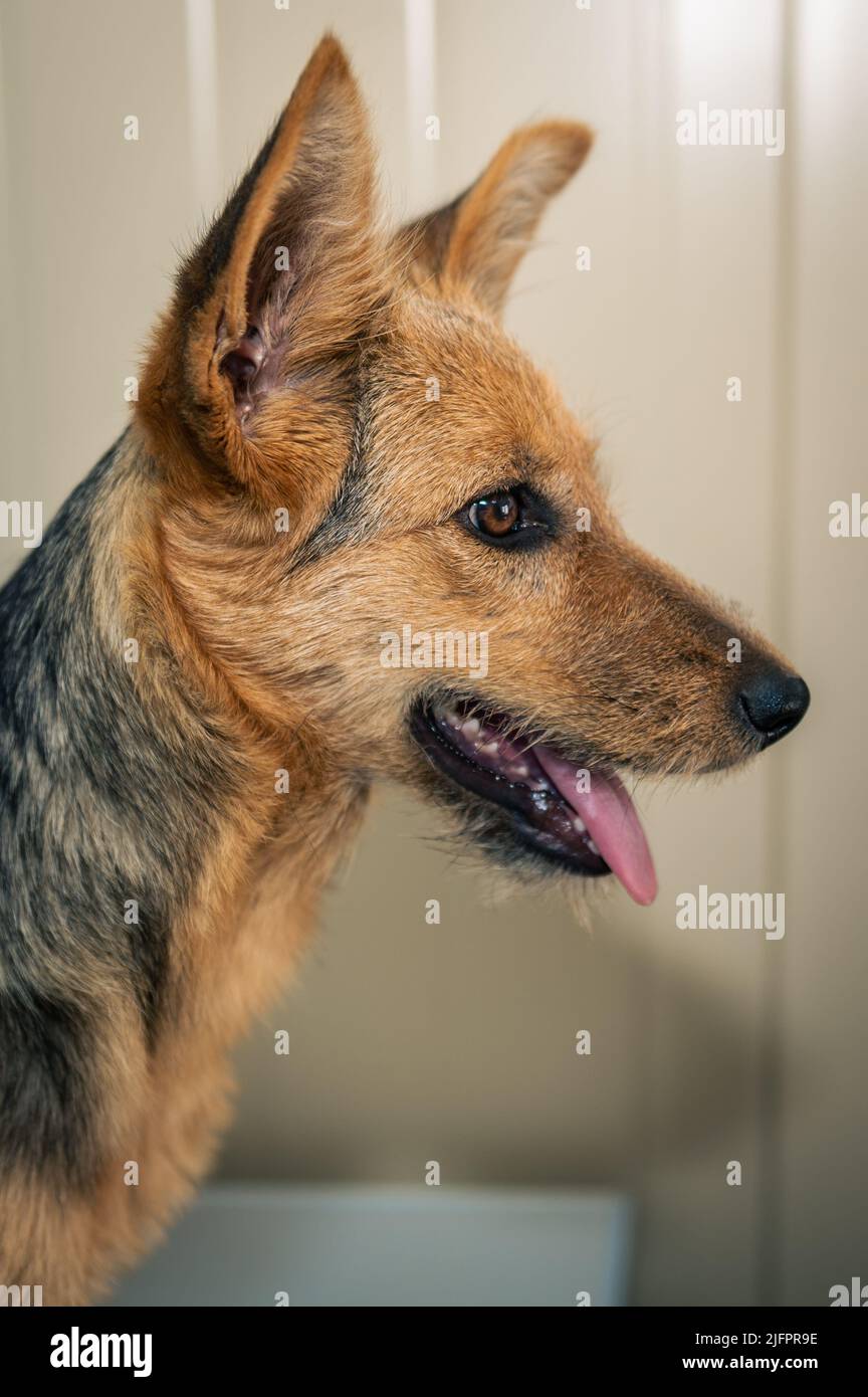 Red dog in a veterinary clinic. Cute puppy of a red dog on examination ...
