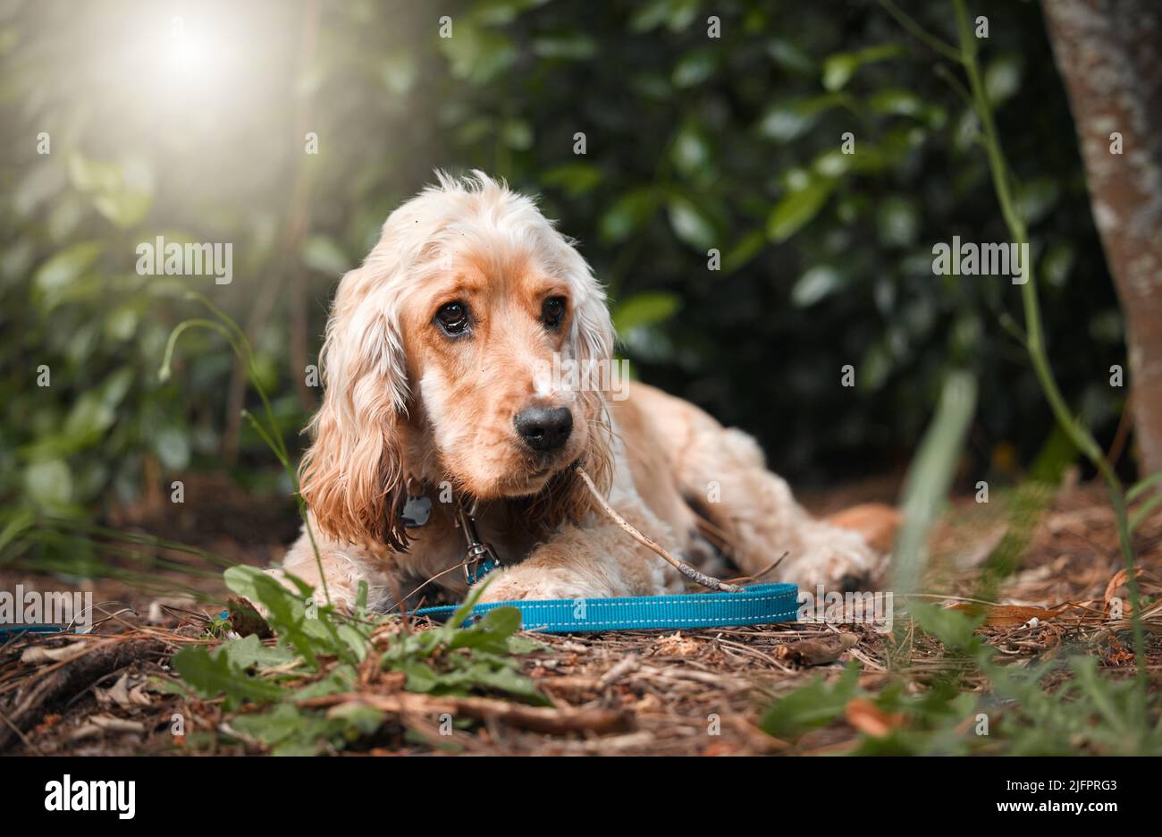 Where is my mom. Full length shot of an adorable little Cocker Spaniel ...