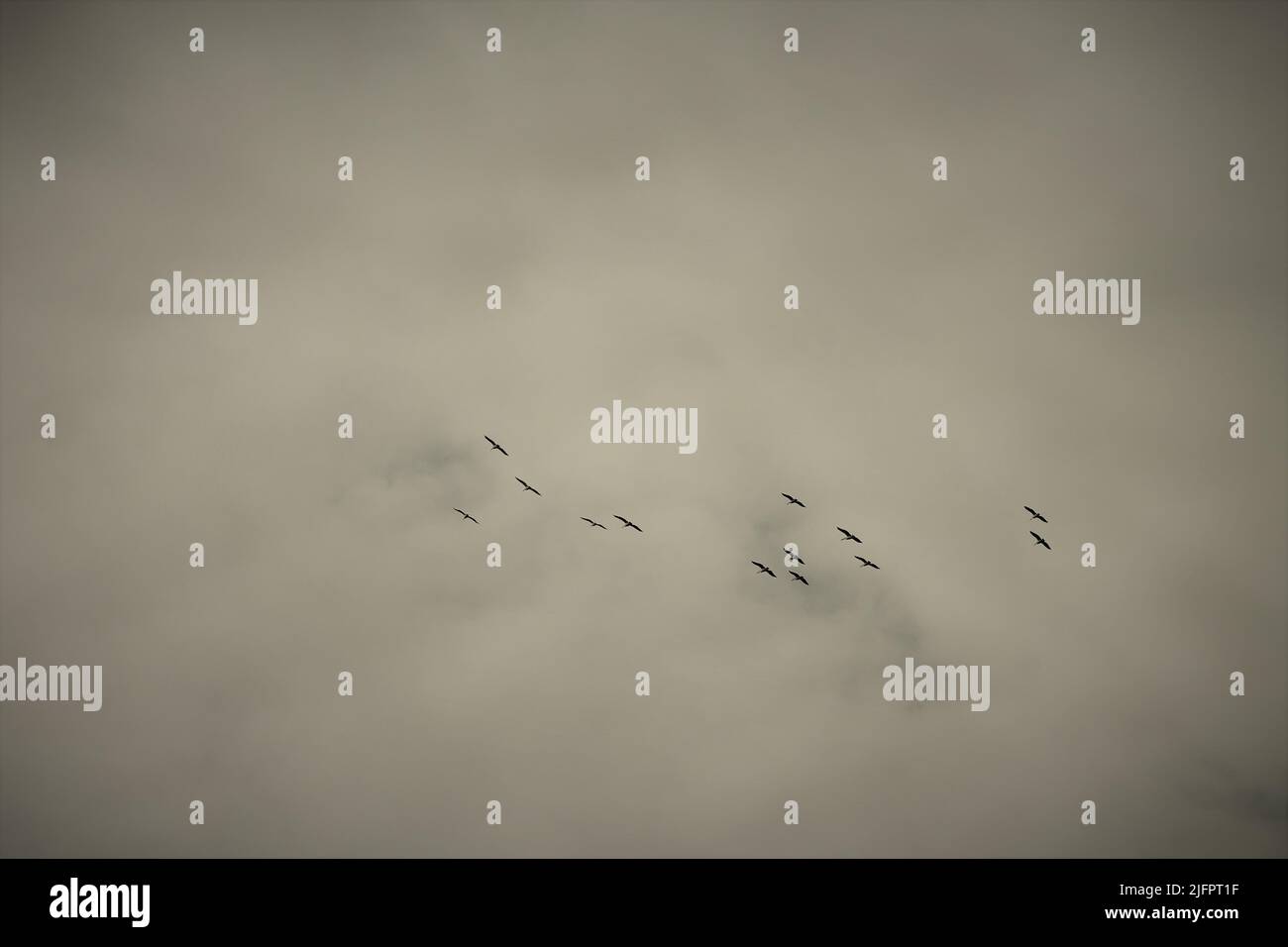 Group of Flying birds Stock Photo - Alamy