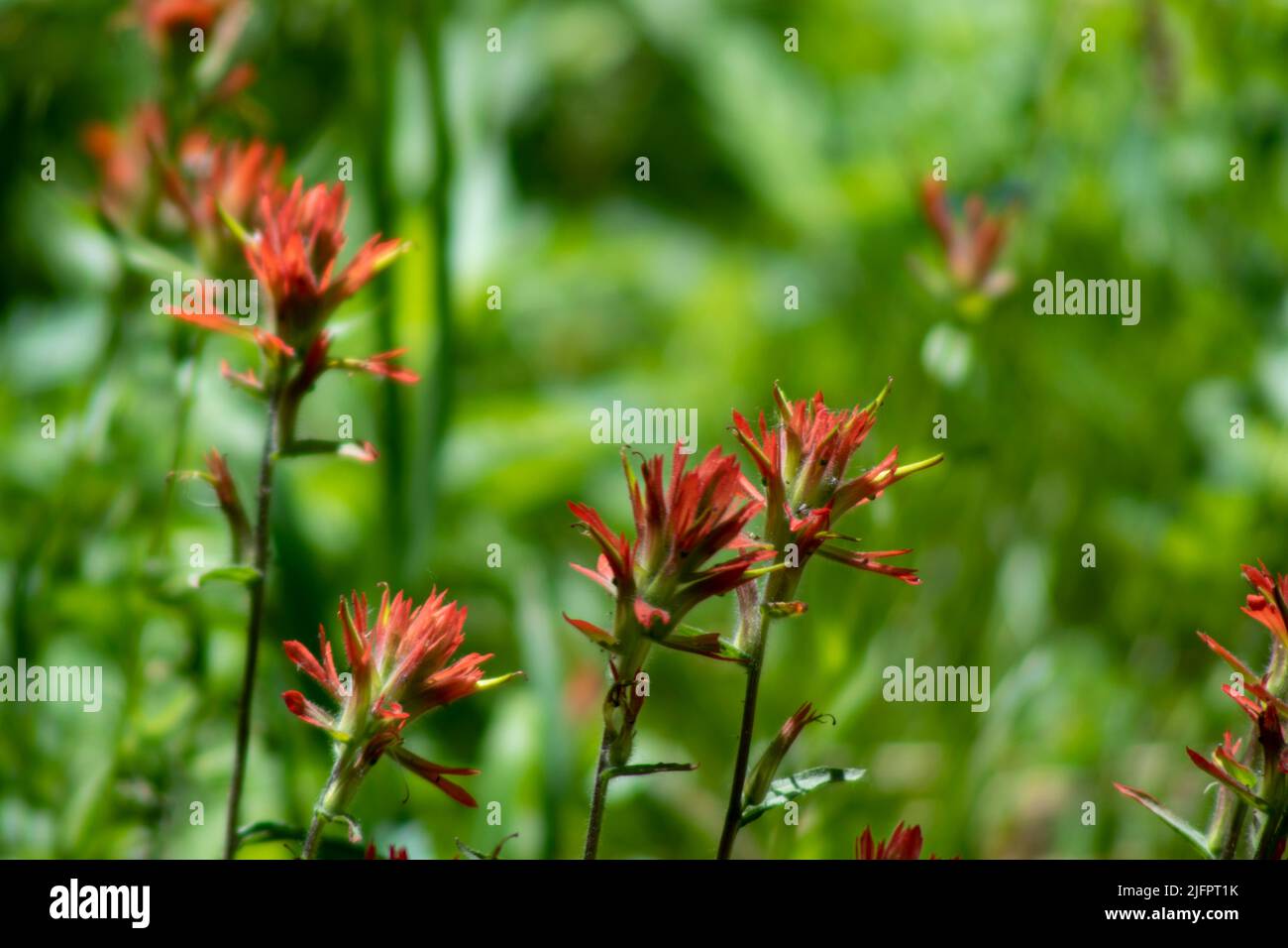 Twin Lakes in Mono County is a popular place for recreation within the ...