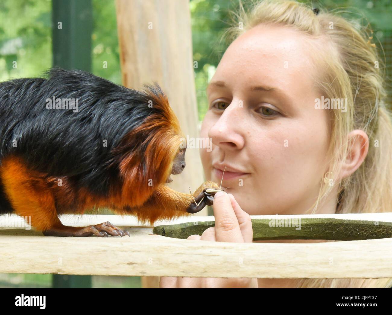 Eilenburg, Germany. 04th July, 2022. The 23-year-old zoo manager ...