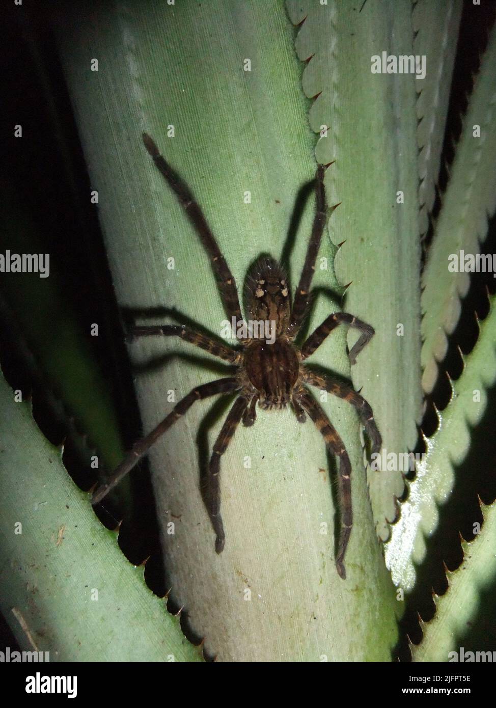 Lycosidae arachnid arachnids spiders hi-res stock photography and ...